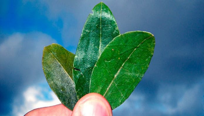 Simbología Inca: 10 Símbolos Incas Y Sus Significados